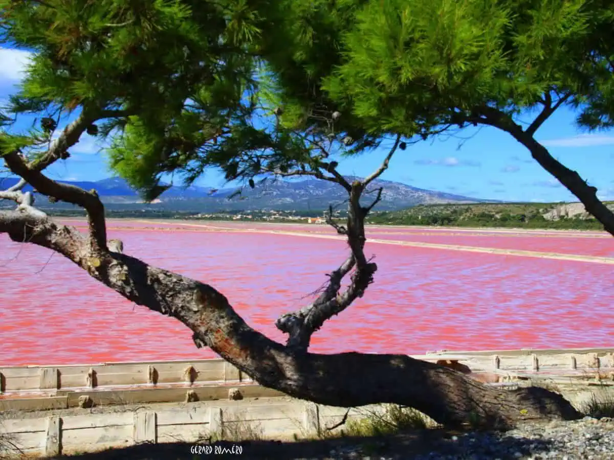 LE SALIN DE LA PALME, visite, Aude