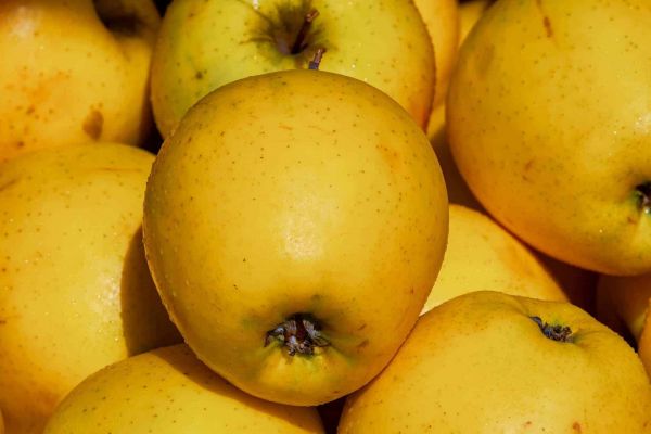 Pompadour : Marquise, château, pomme de terre ou haras national ...