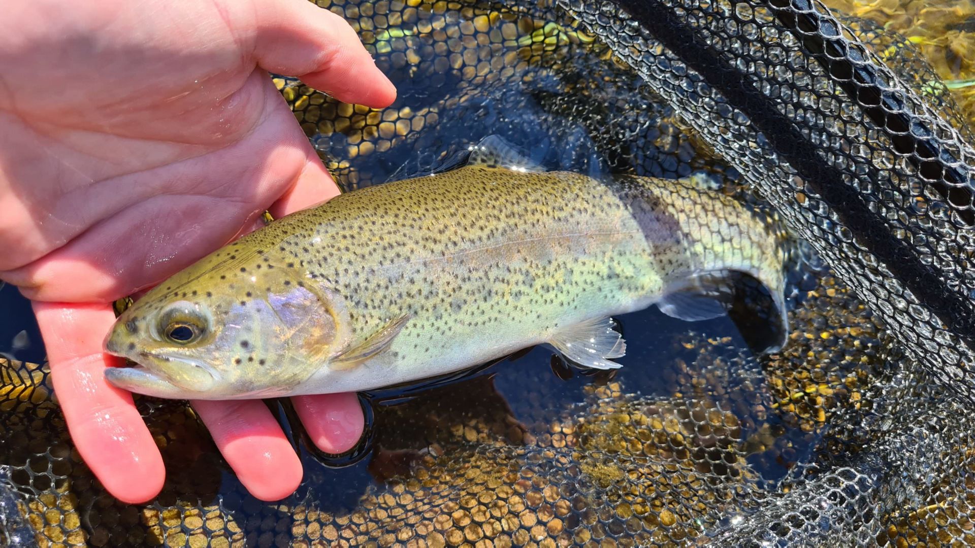 Pêcher des truites lachées - Pêche Aveyron
