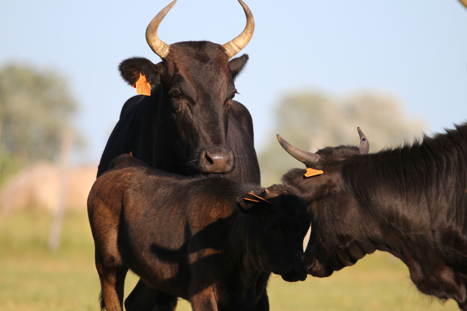 Traditions et savoir-faire de Camargue - Gard Tourisme