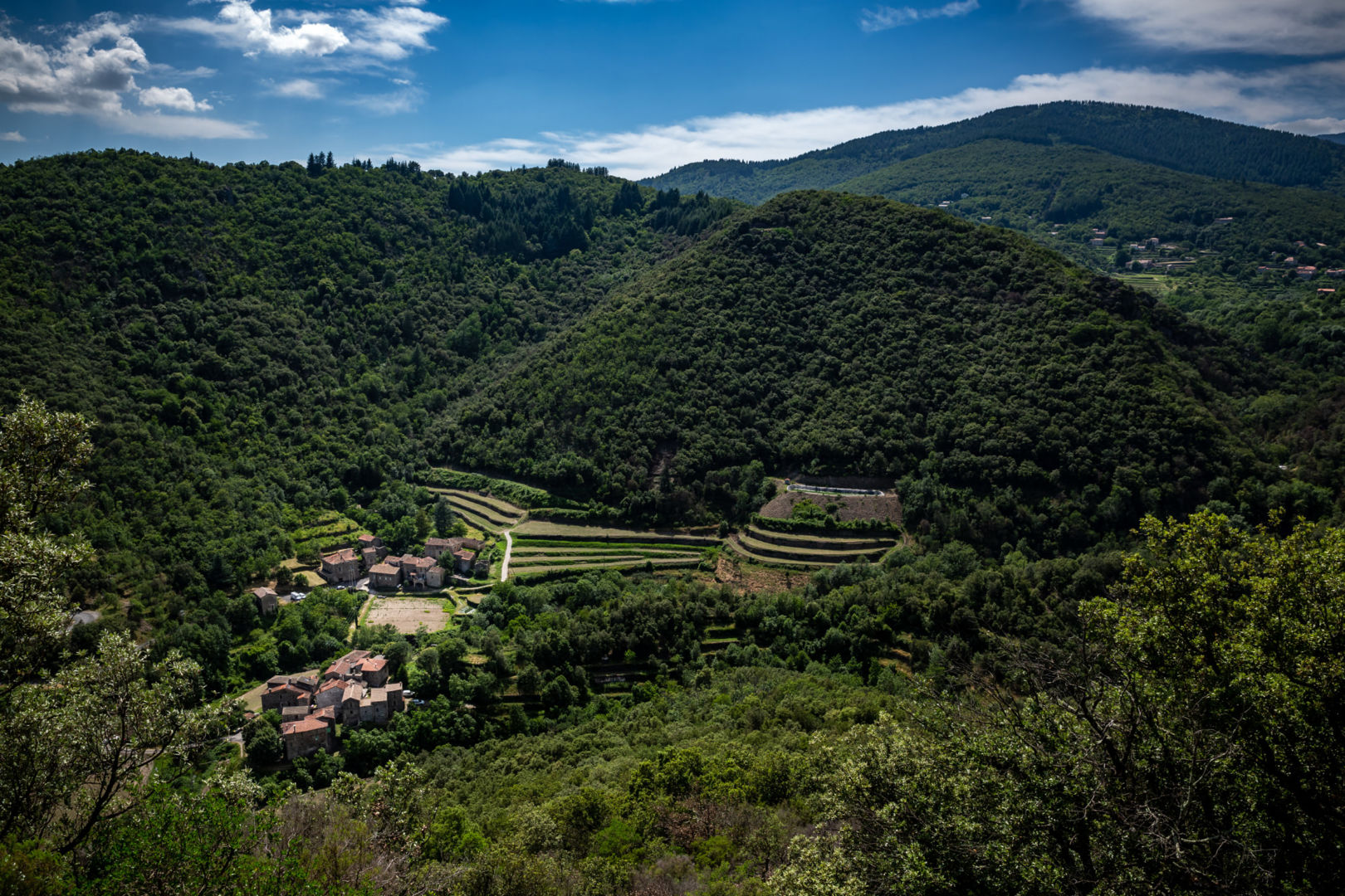 Oignon doux des Cévennes - Gard Tourisme