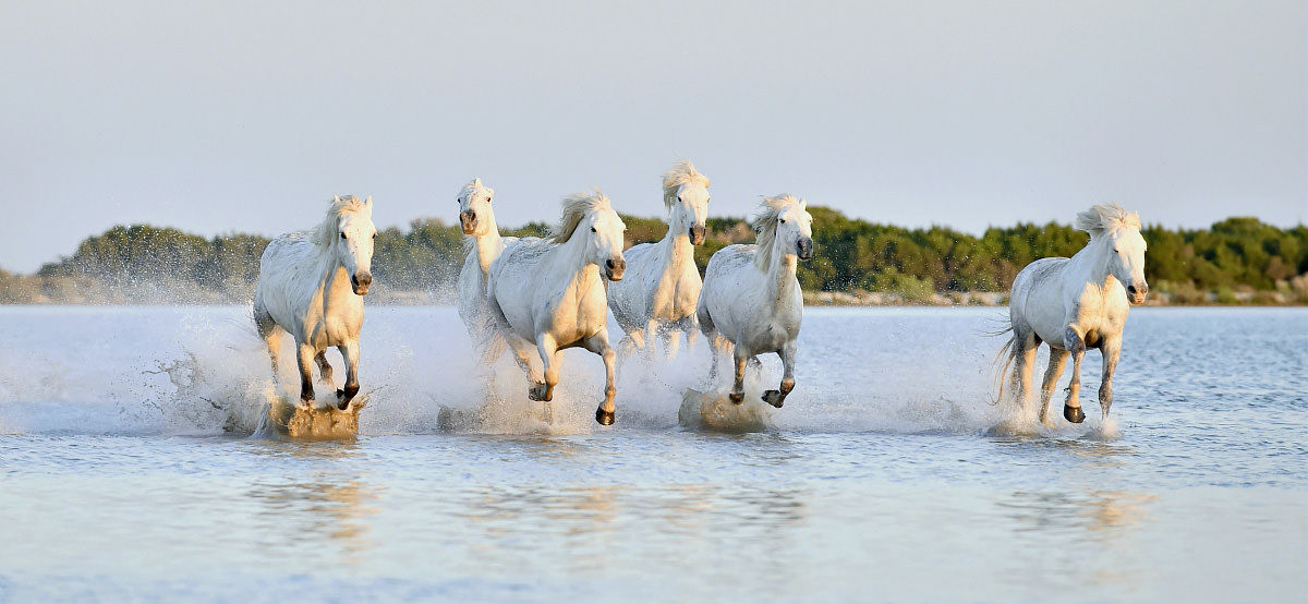 Faune et flore de Camargue - Gard Tourisme