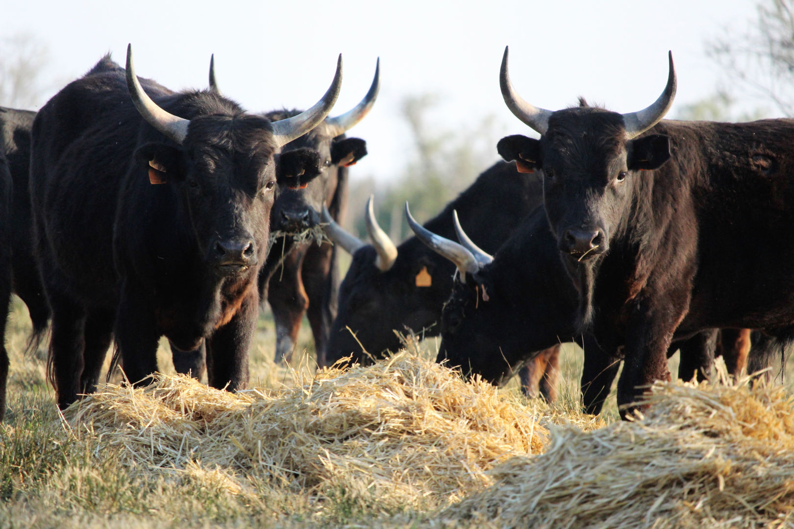 Escapade en Camargue - Gard Tourisme