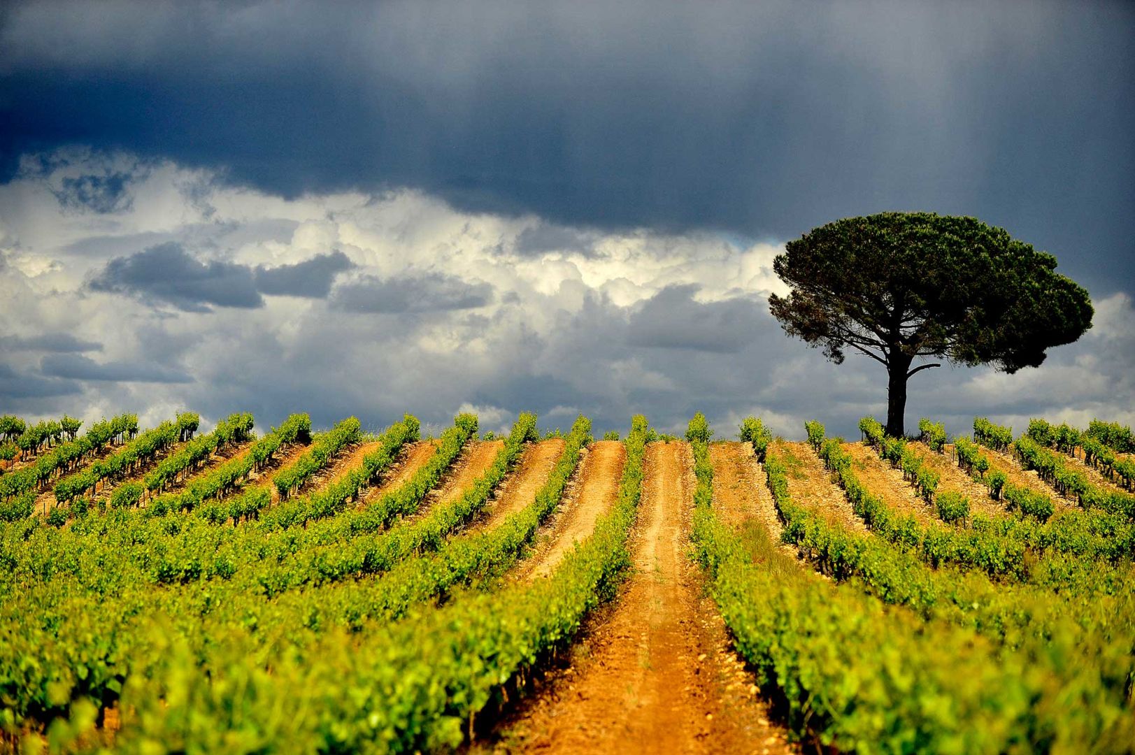 Top 10 des vignobles - Gard Tourisme