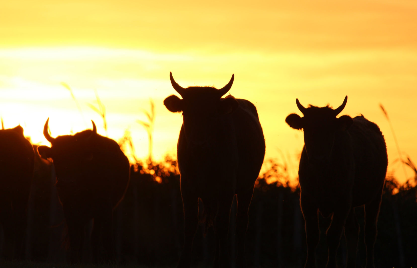 Le Taureau de Camargue