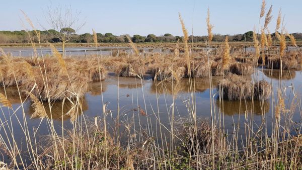 Faune et flore de Camargue - Gard Tourisme