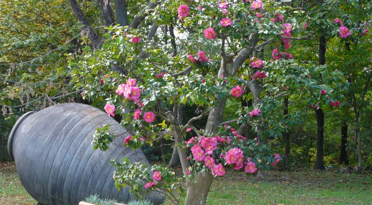 Top 10 des plus beaux jardins dans Gard Tourisme