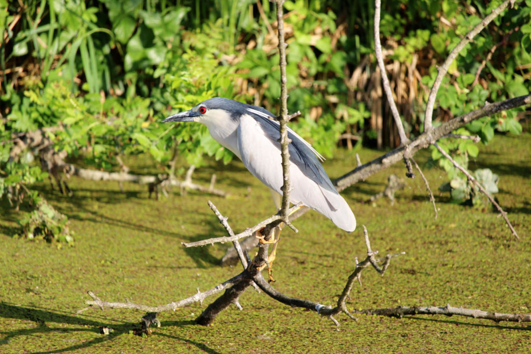 Faune et flore de Camargue - Gard Tourisme