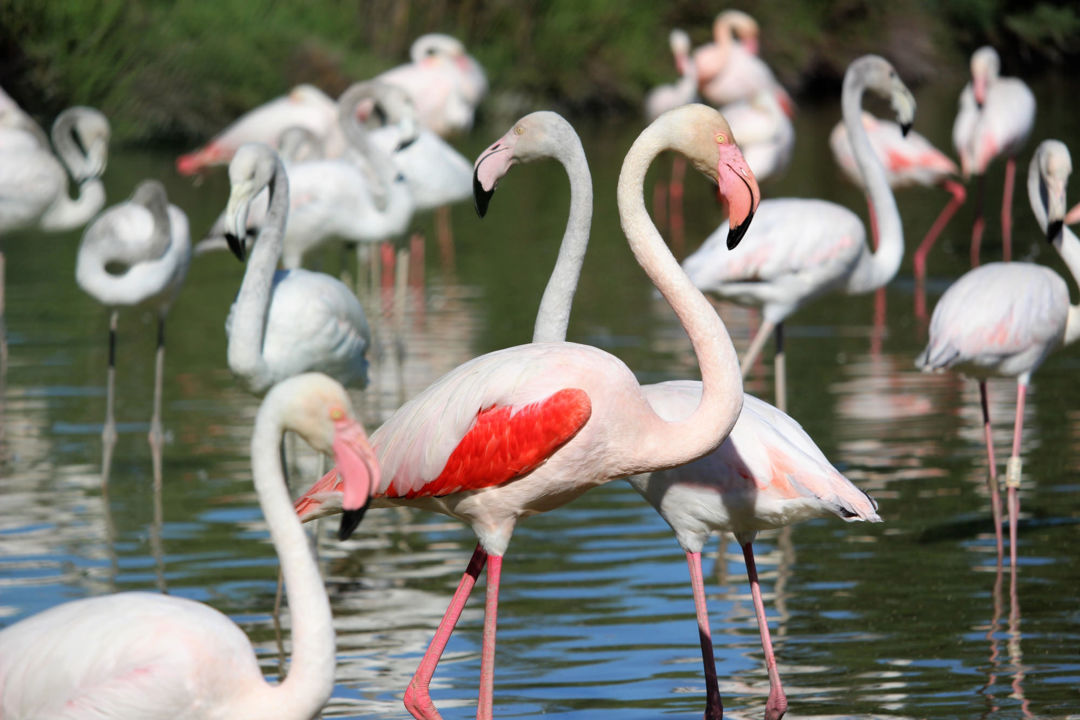 Faune et flore de Camargue - Gard Tourisme